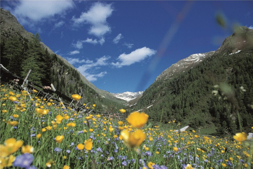 Wald & Wiese – Unsere.Almen