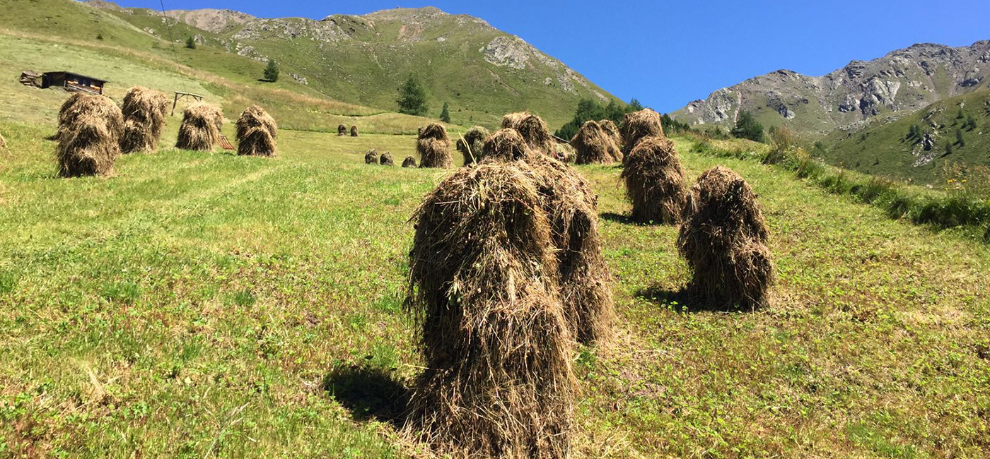 Grundbegriffe der Almwirtschaft – Unsere.Almen