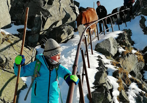 Arbeiten auf der Alm – unsere.almen
