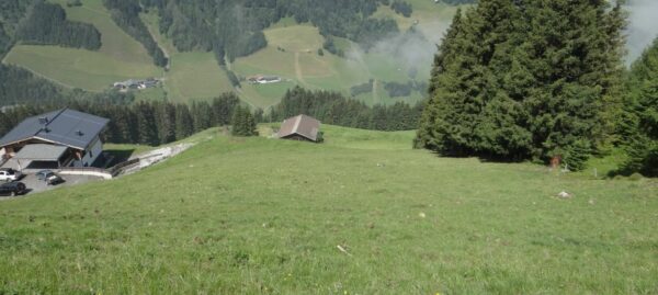 Beim Borstgras ist richtige Beweidung wichtig – Unsere.Almen