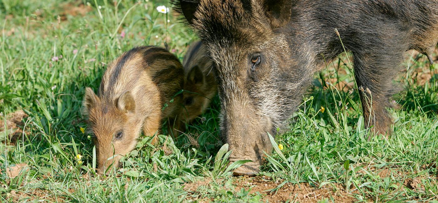 Wildtiere – Unsere.Almen