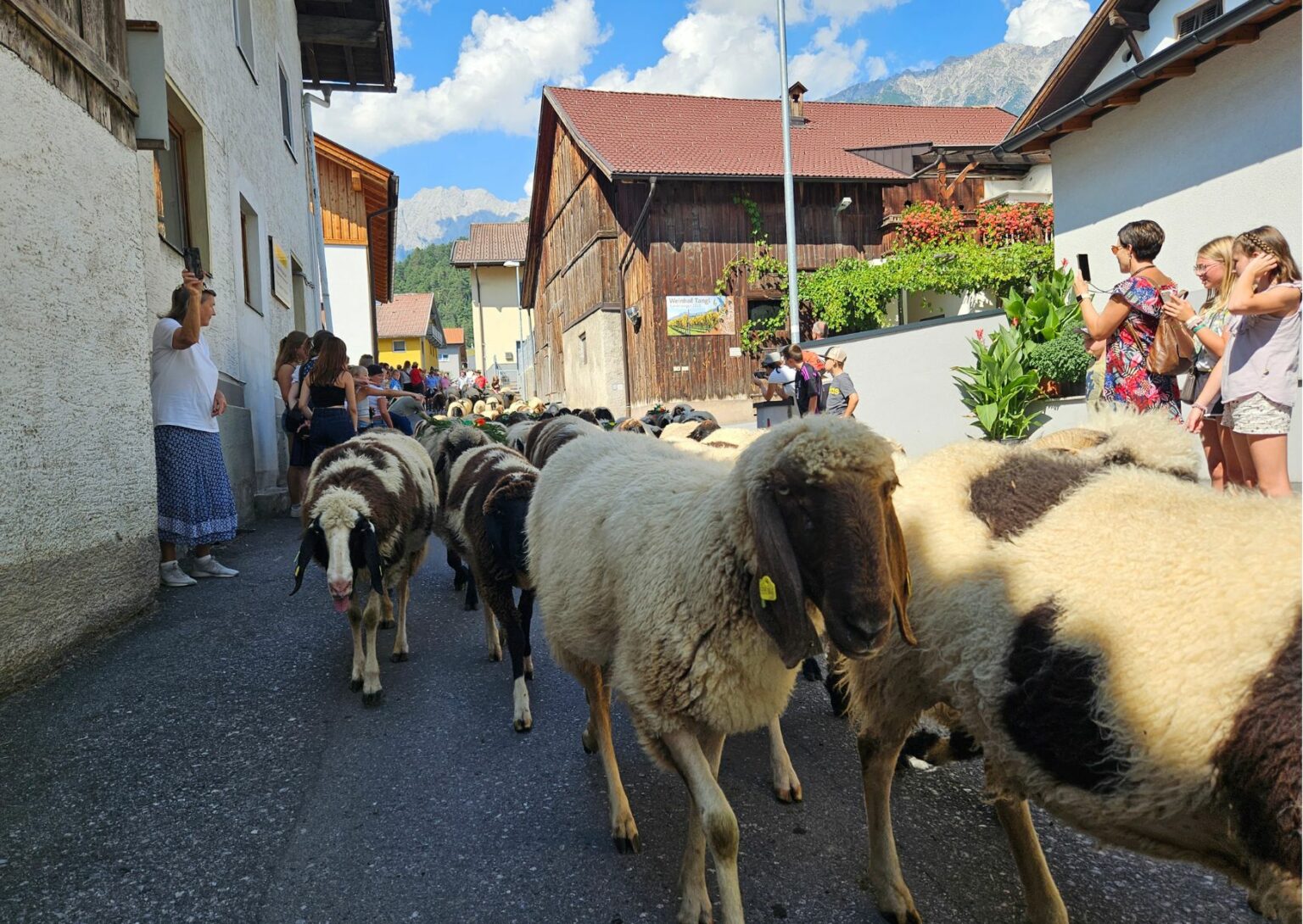 Alle Bilder von Almabtrieb und Schafschied in Tarrenz | Tirol – Unsere ...