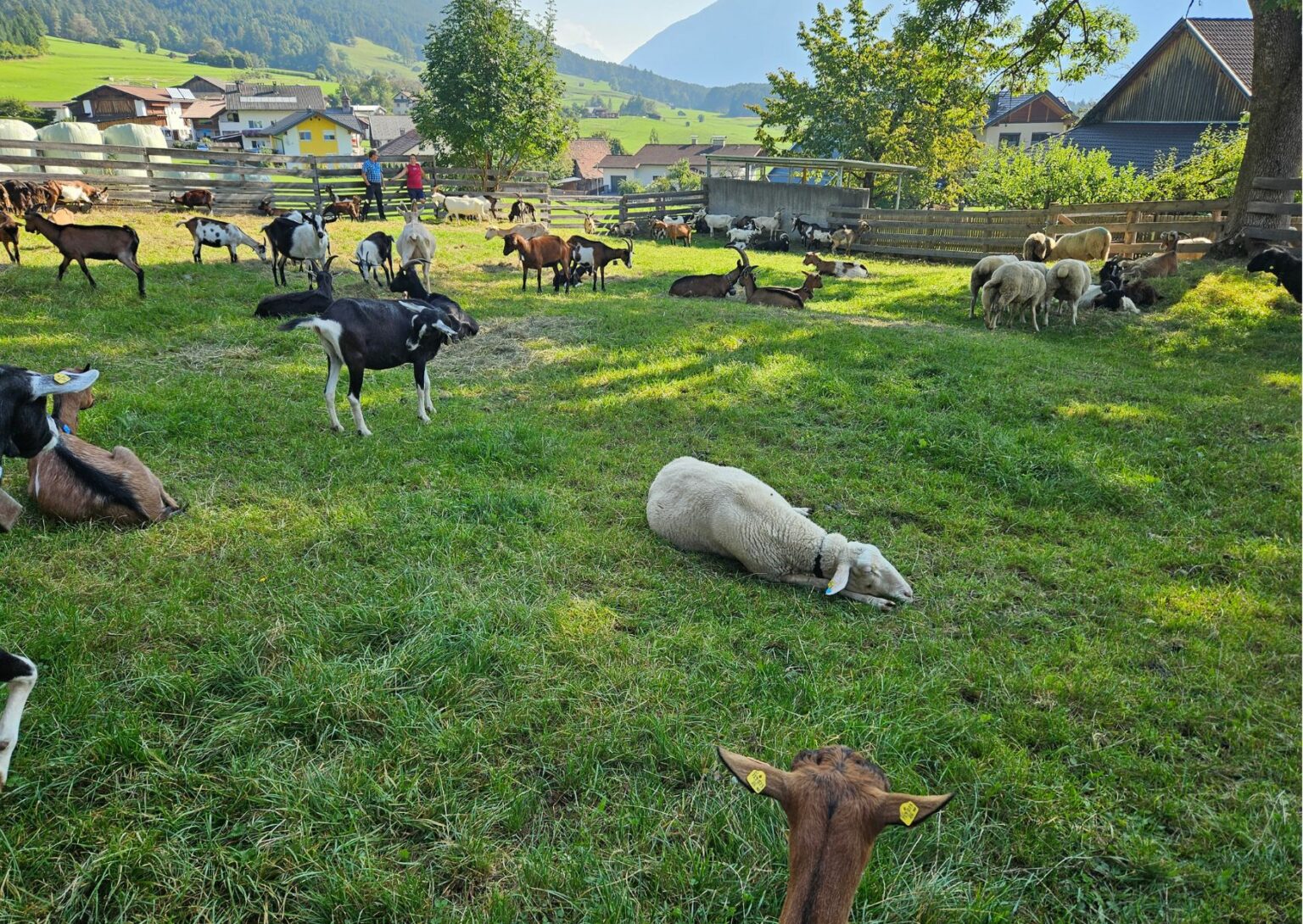 Alle Bilder von Almabtrieb und Schafschied in Tarrenz | Tirol – Unsere ...