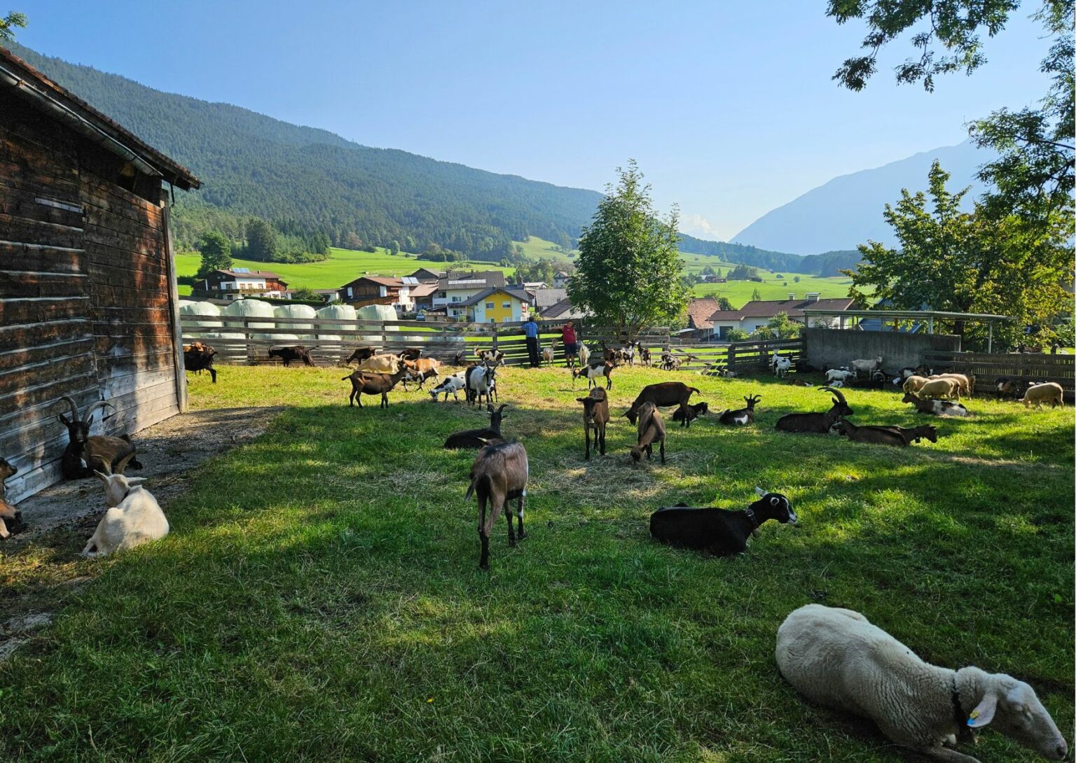 Alle Bilder von Almabtrieb und Schafschied in Tarrenz | Tirol – Unsere ...